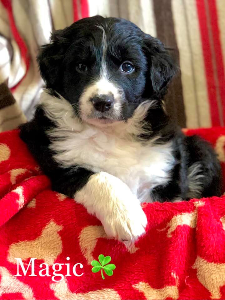 puppy magic